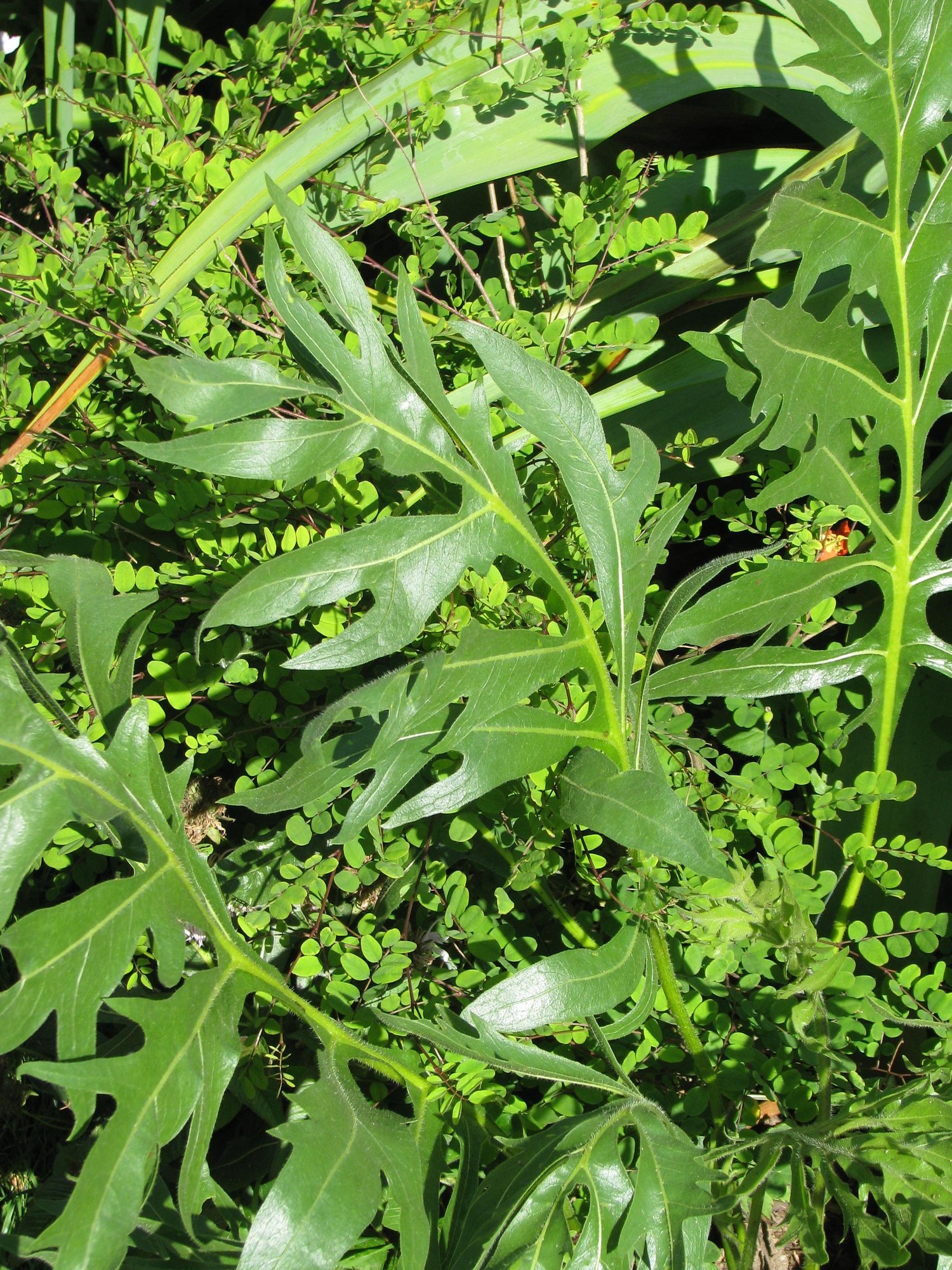 Meet The Compass Plant — In Defense of Plants