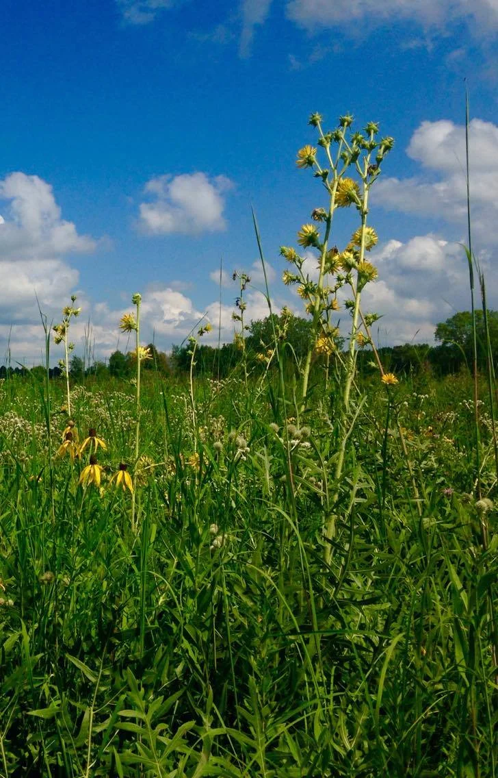 Meet The Compass Plant — In Defense of Plants