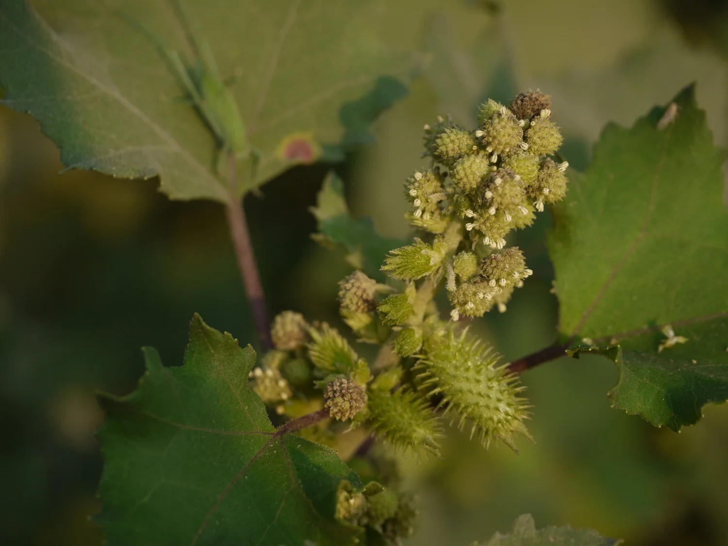 Understanding the Cocklebur — In Defense of Plants