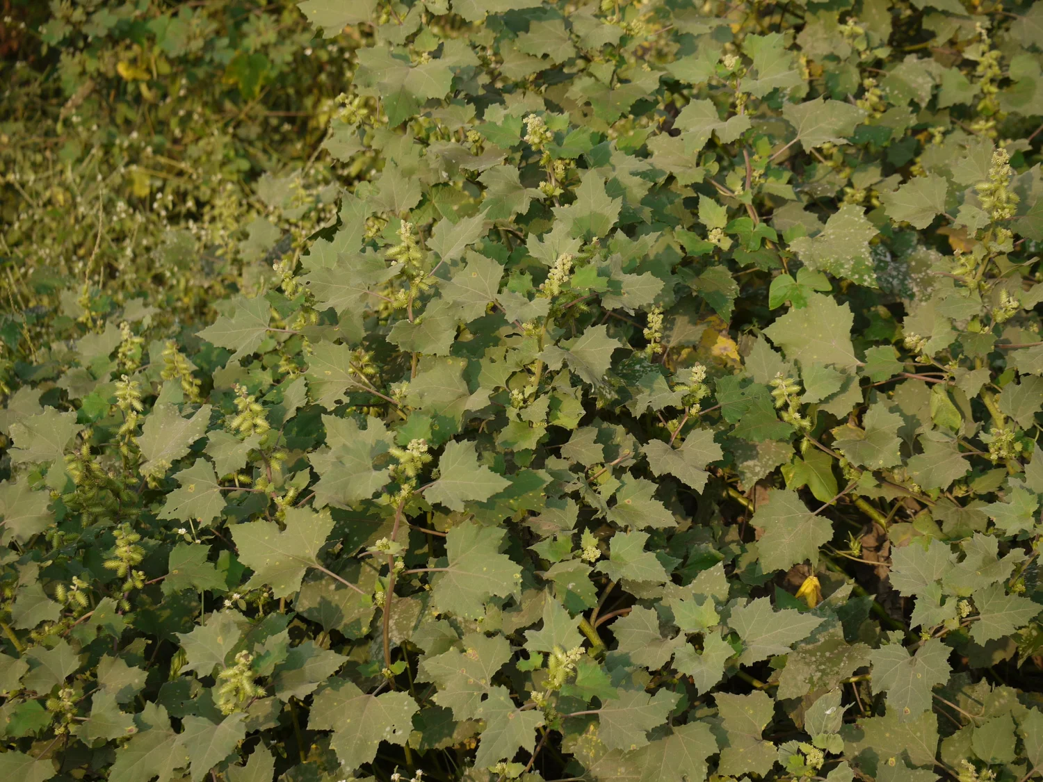 Understanding the Cocklebur — In Defense of Plants