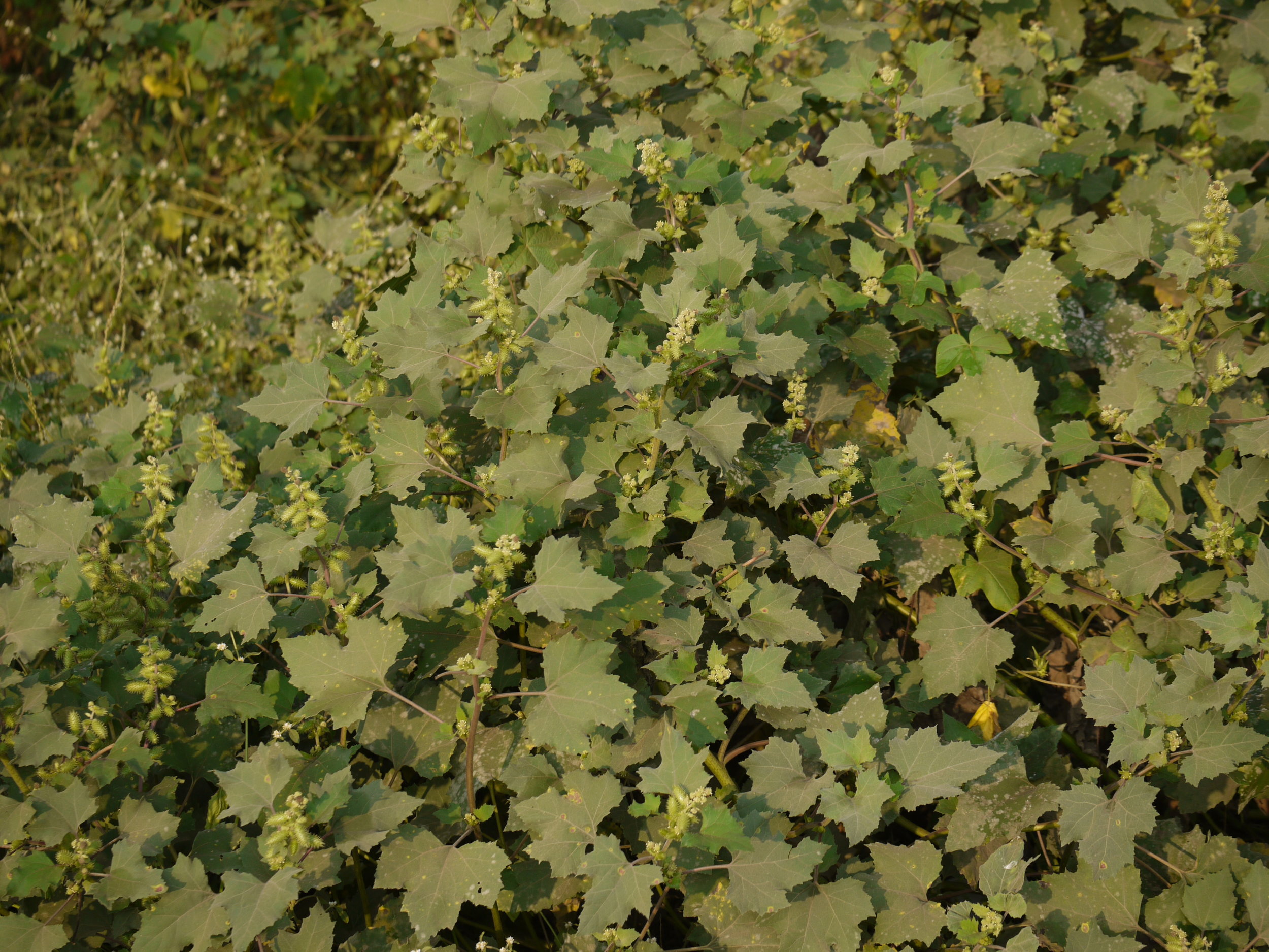 Understanding the Cocklebur — In Defense of Plants