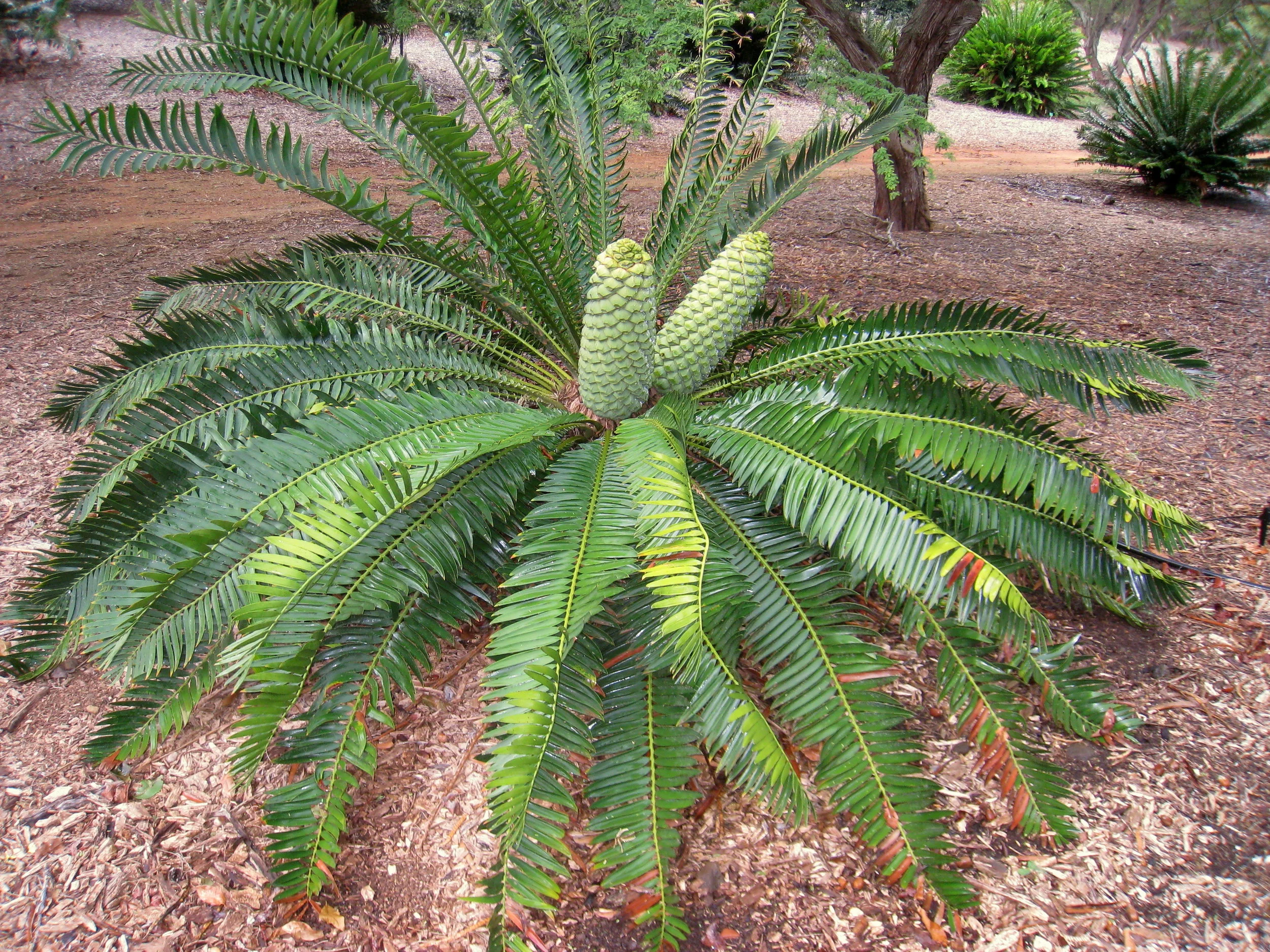 Cycads Plants