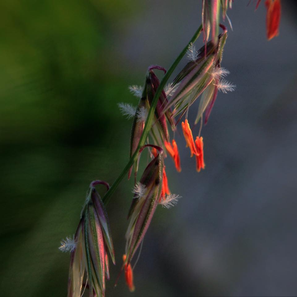 The Hidden Anatomy of Grass Flowers — In Defense of Plants