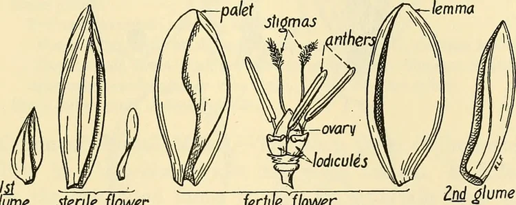 The Hidden Anatomy of Grass Flowers — In Defense of Plants