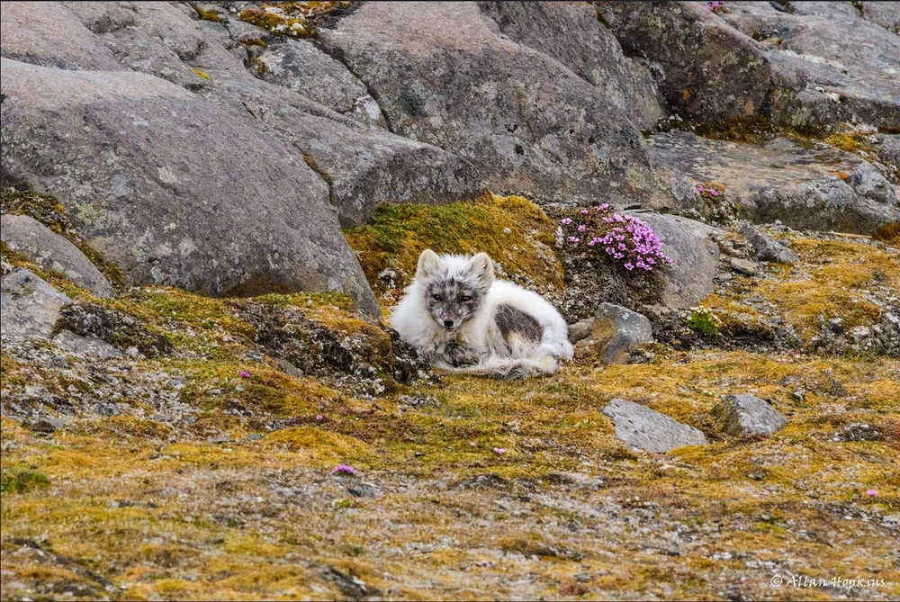 Arctic Fox In The Tundra