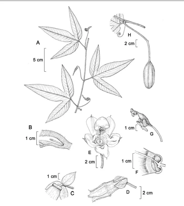 A Bat-Pollinated Passion Flower From Ecuador — In Defense of Plants