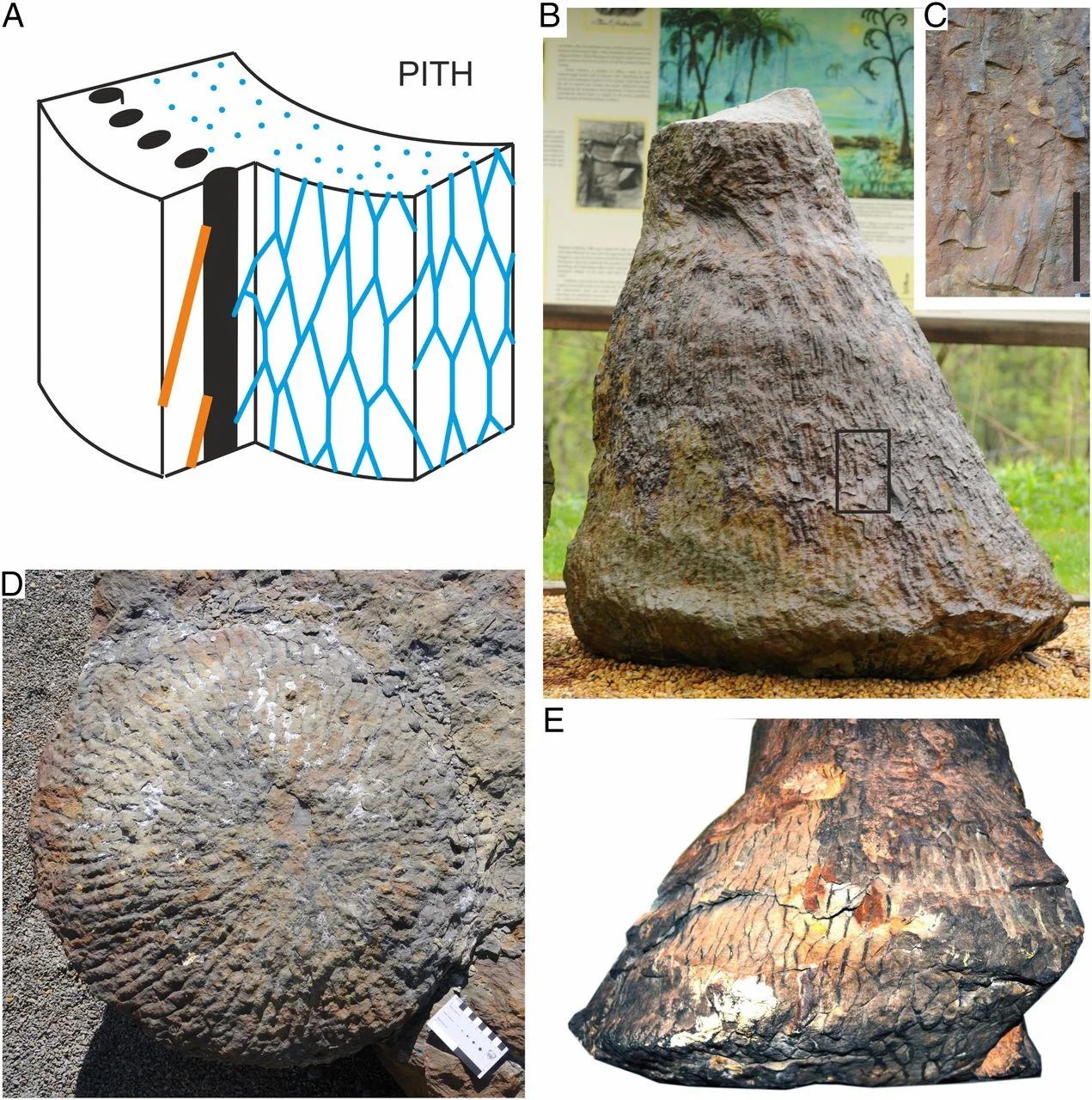 The First Trees Ripped Themselves Apart To Grow — In Defense of Plants