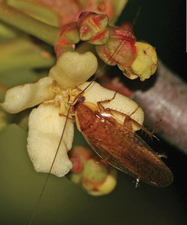 Cockroaches & Unexpected Partnerships — In Defense of Plants