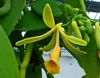 Vanilla Is Anything But Vanilla — In Defense of Plants
