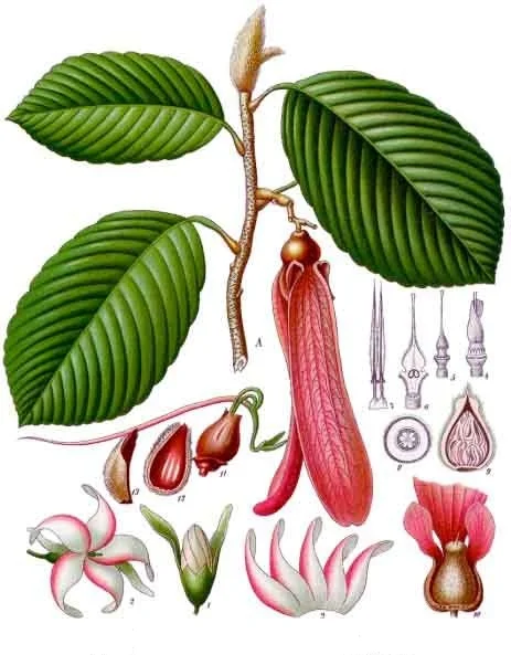 Dipterocarp Forests — In Defense of Plants