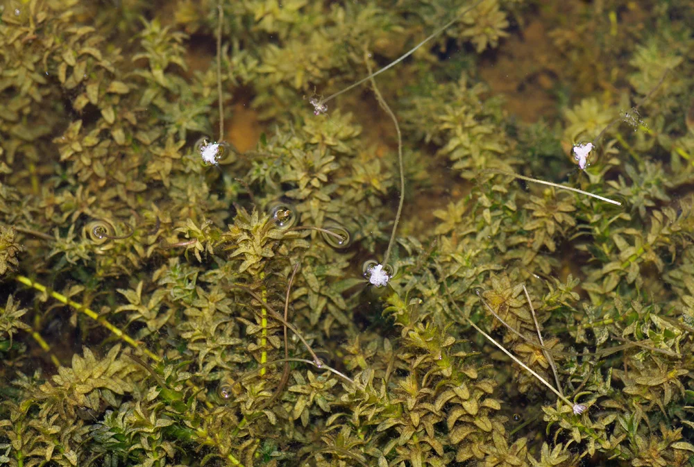 Getting to Know Elodea — In Defense of Plants
