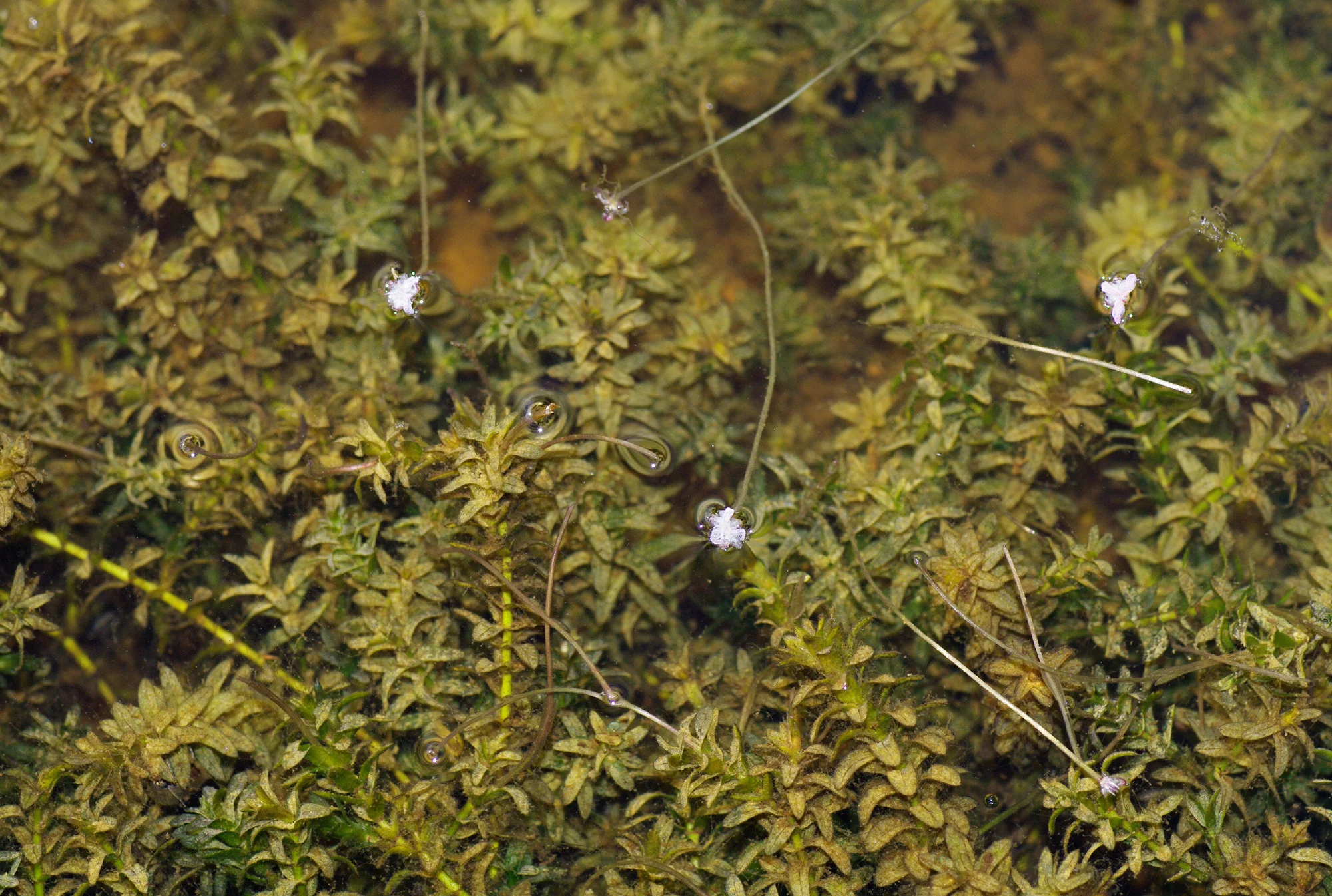 Getting to Know Elodea — In Defense of Plants