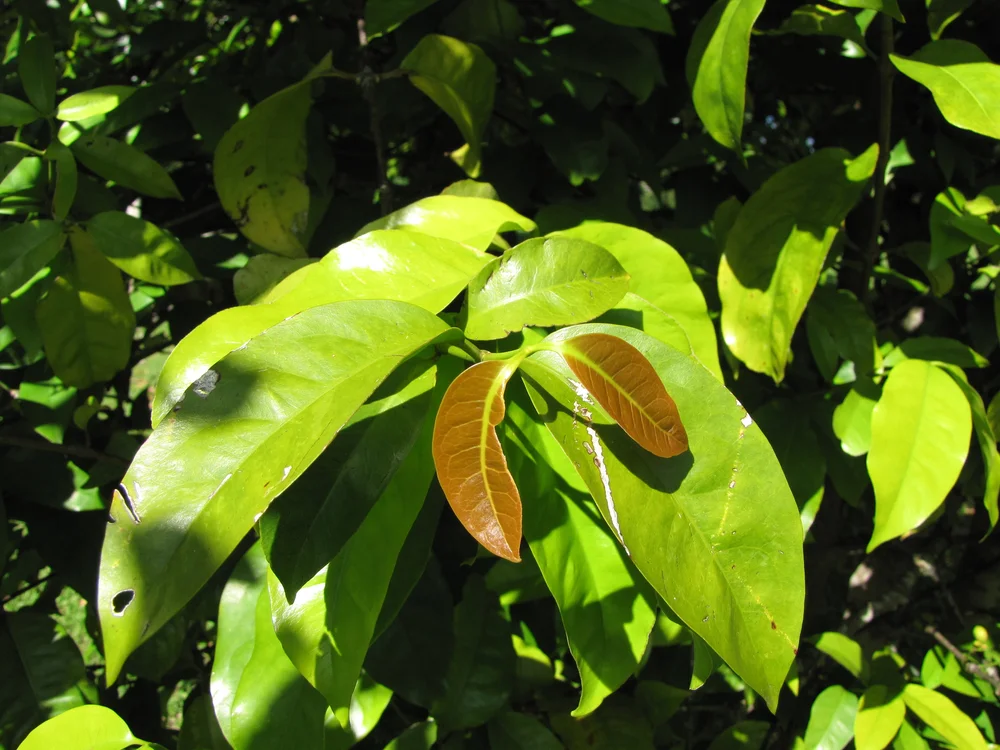 Gnetum Are Neat! — In Defense of Plants