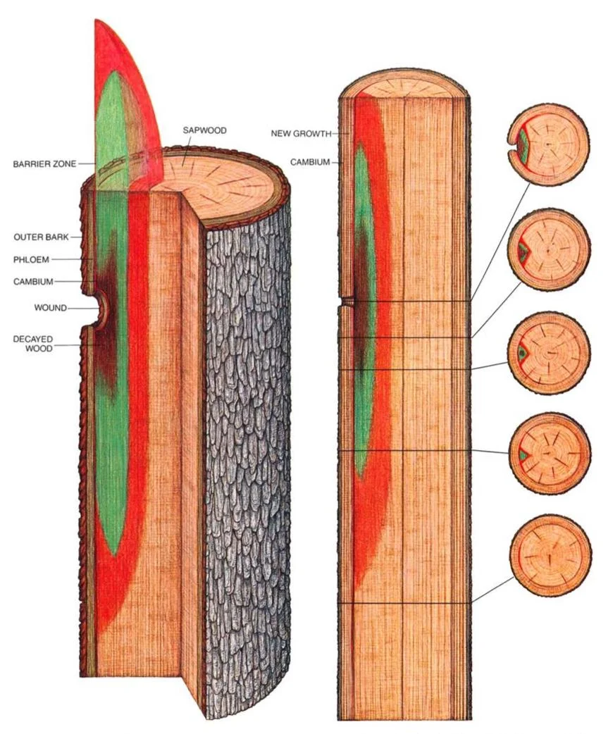 How Trees Fight Disease — In Defense of Plants