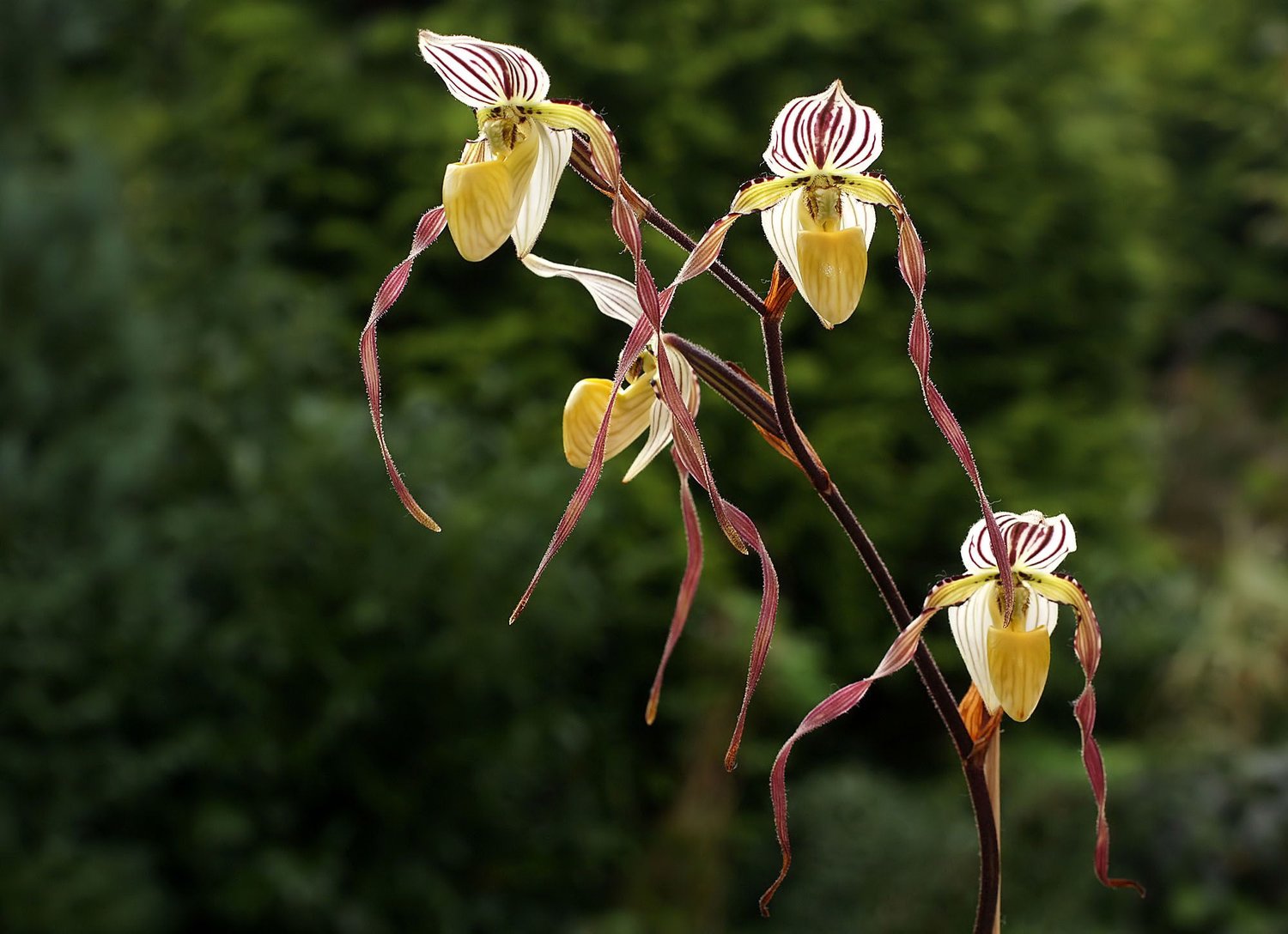 Rainforests — In Defense of Plants