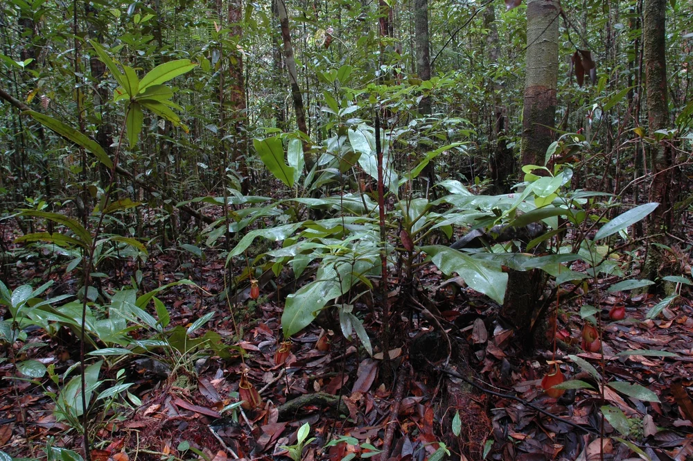 Rainforests — In Defense of Plants