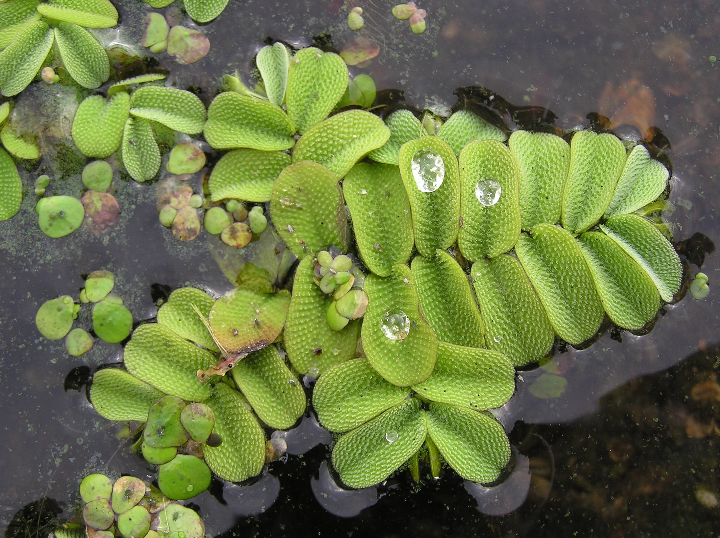 Aquatic Fern Sporangia