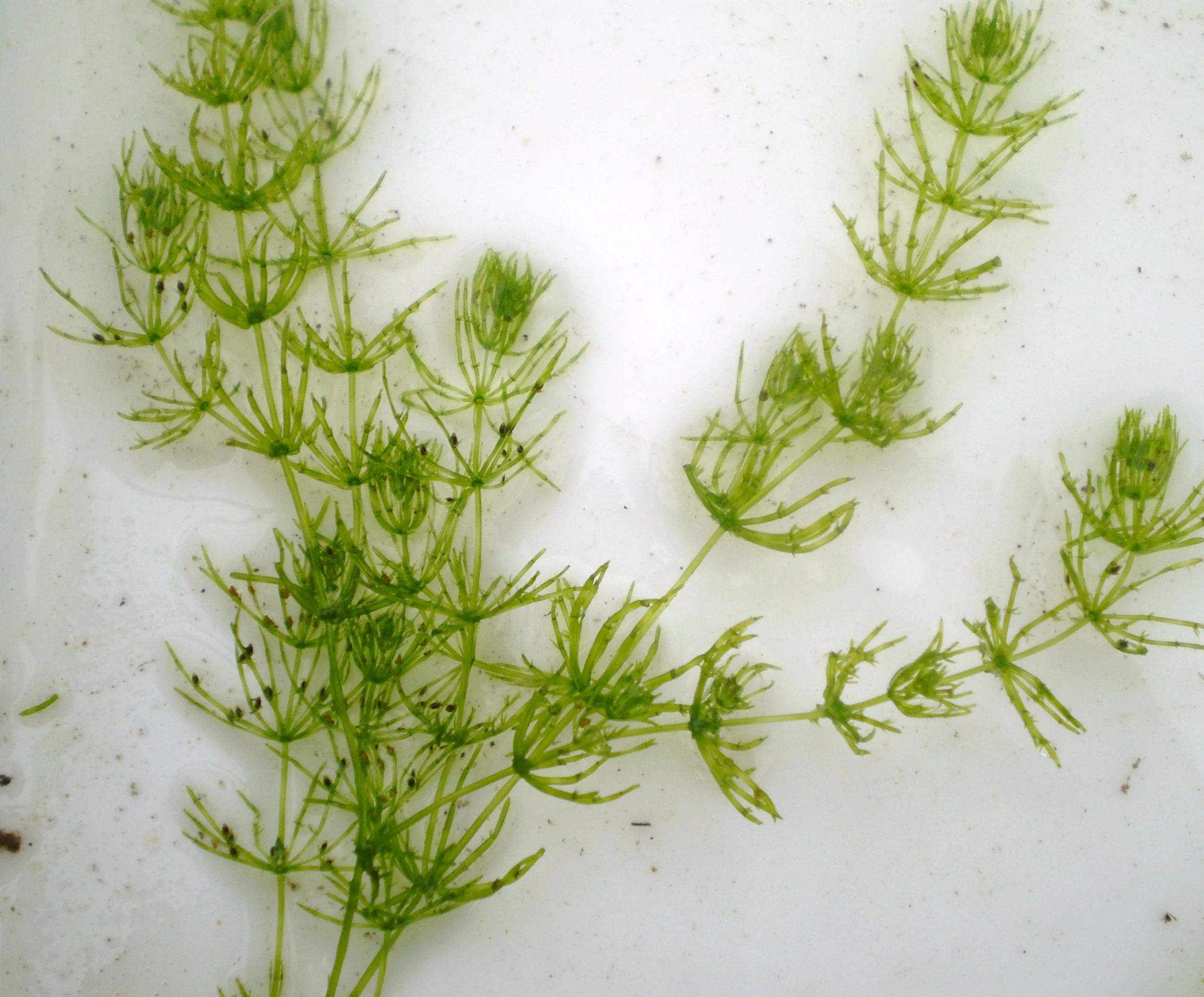 Are Algae Plants? — In Defense of Plants