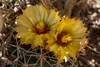 The Pima Pineapple Cactus — In Defense of Plants