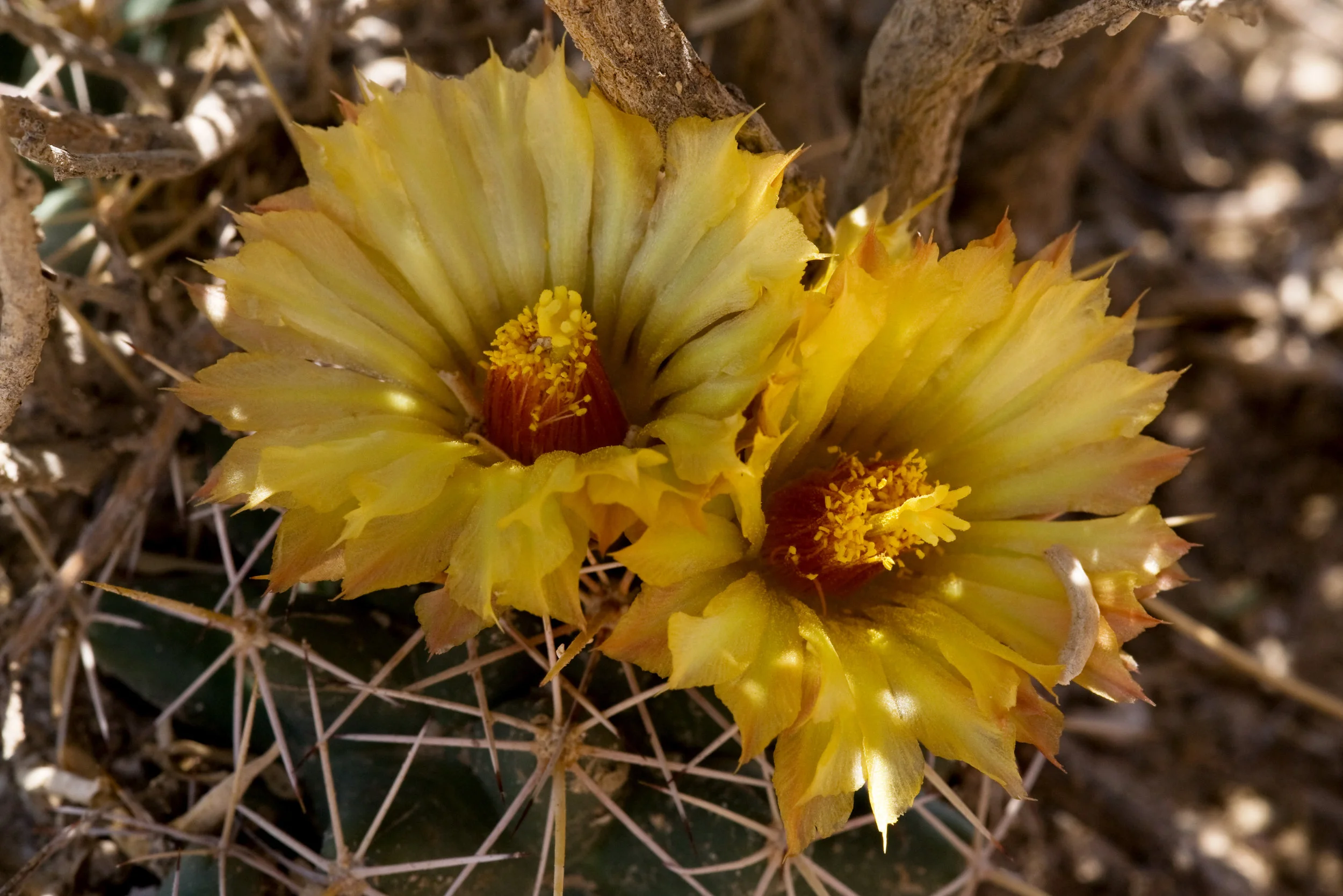 The Pima Pineapple Cactus — In Defense of Plants