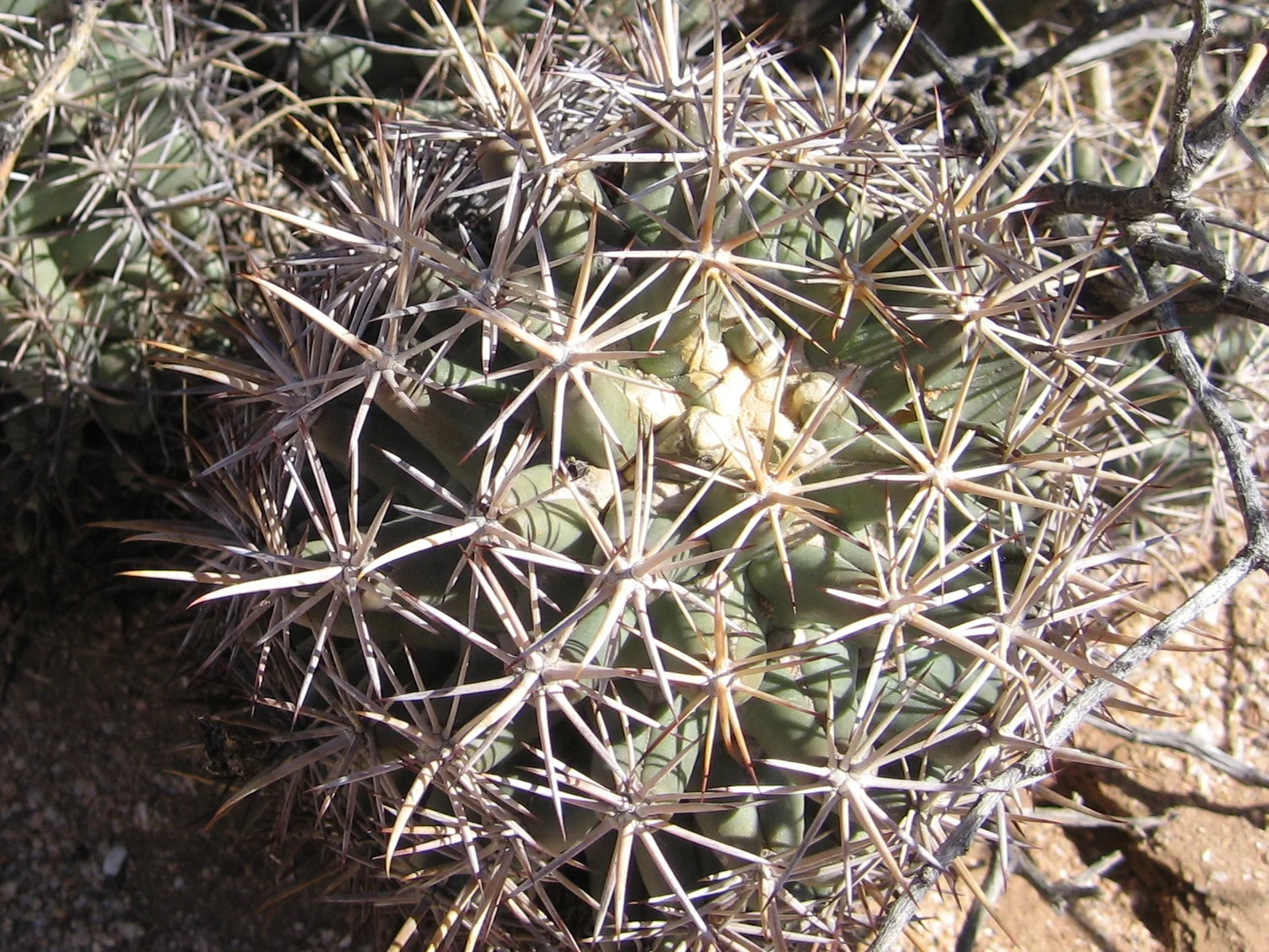 The Pima Pineapple Cactus — In Defense of Plants