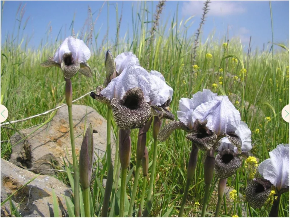 An Endangered Iris With An Intriguing Pollination Syndrome — In Defense ...