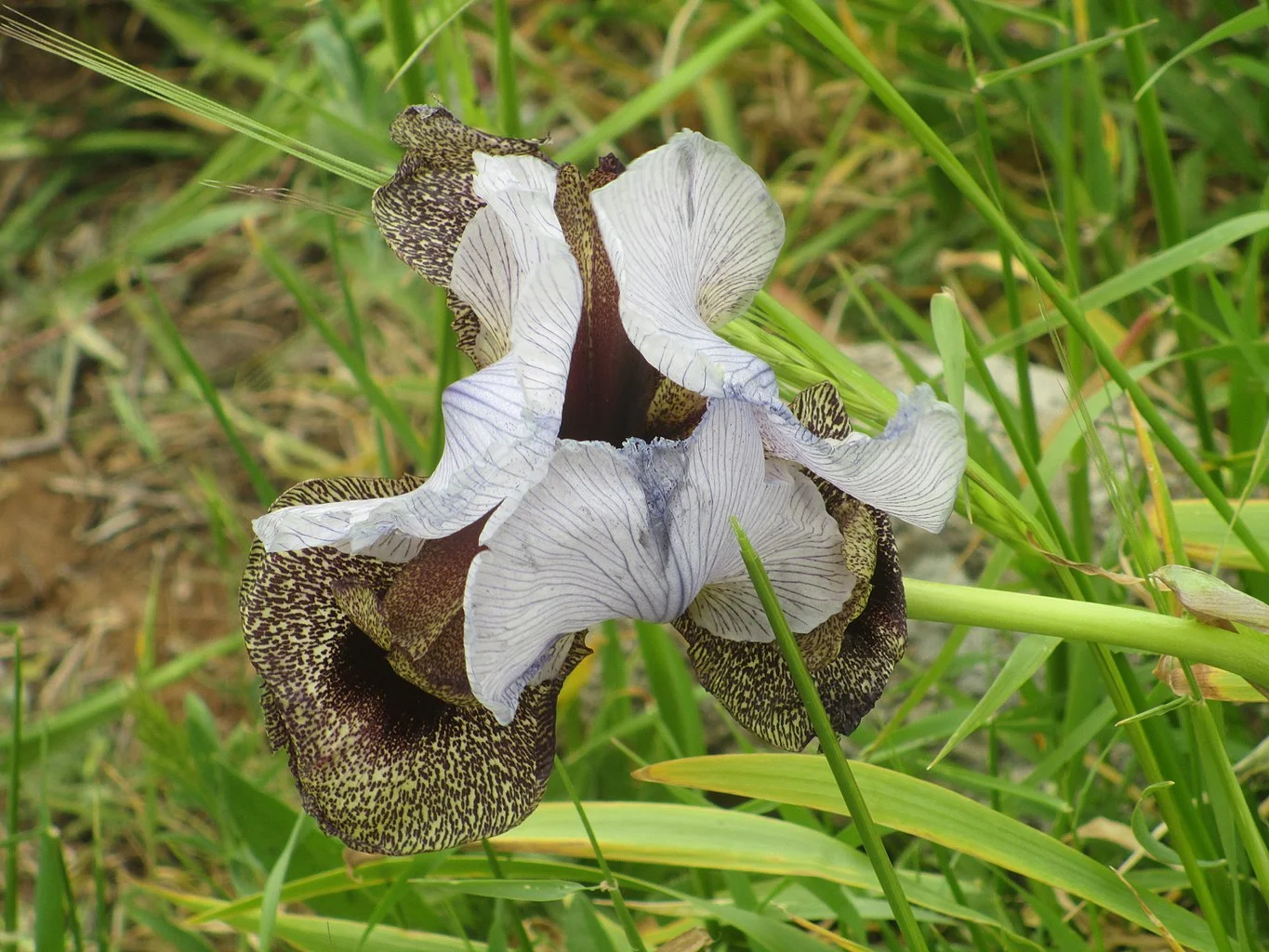 An Endangered Iris With An Intriguing Pollination Syndrome — In Defense ...
