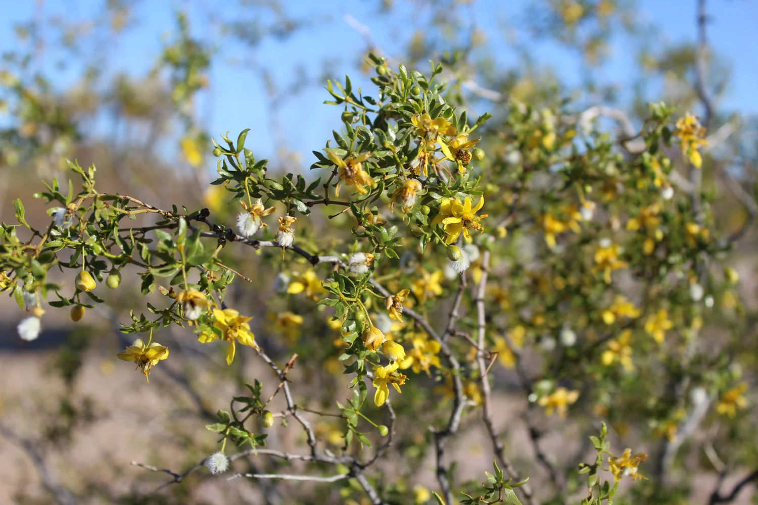 The Wild World of the Creosote Bush — In Defense of Plants