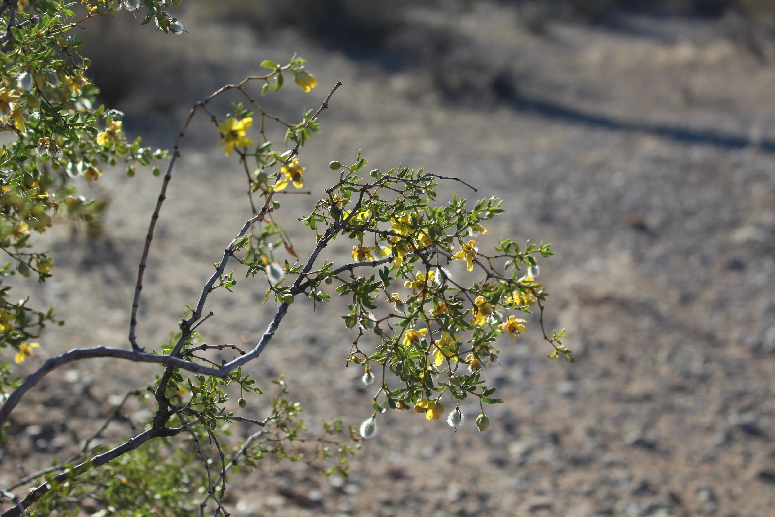 The Wild World of the Creosote Bush — In Defense of Plants