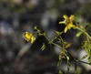 The Wild World of the Creosote Bush — In Defense of Plants