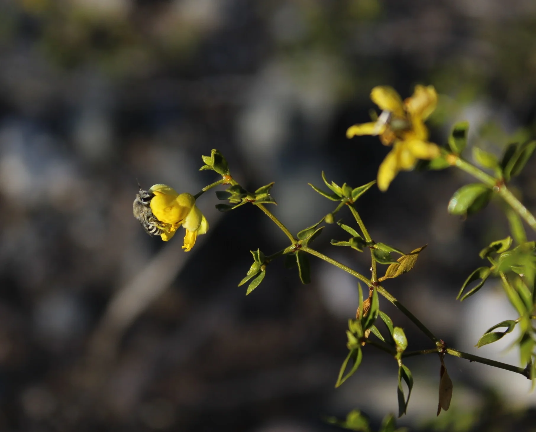 The Wild World of the Creosote Bush — In Defense of Plants