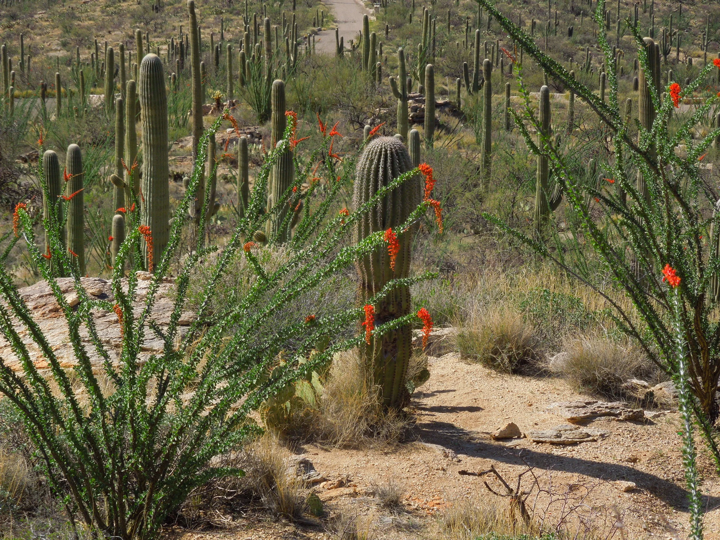 Meet the Ocotillo — In Defense of Plants