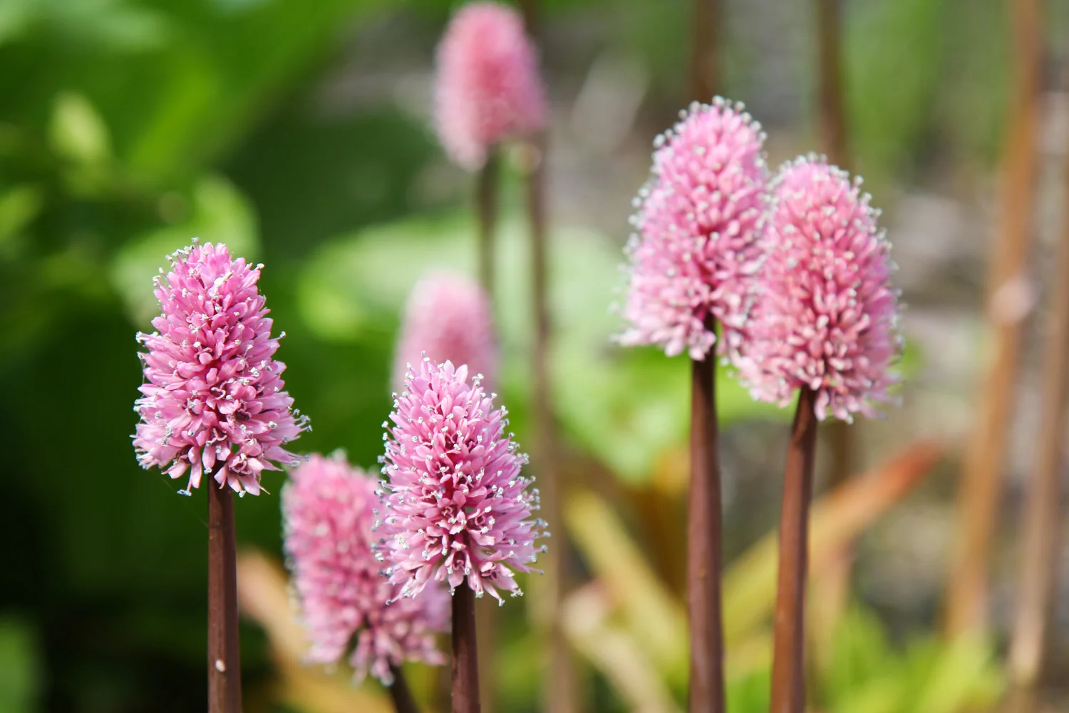 Swamp Pink — In Defense of Plants