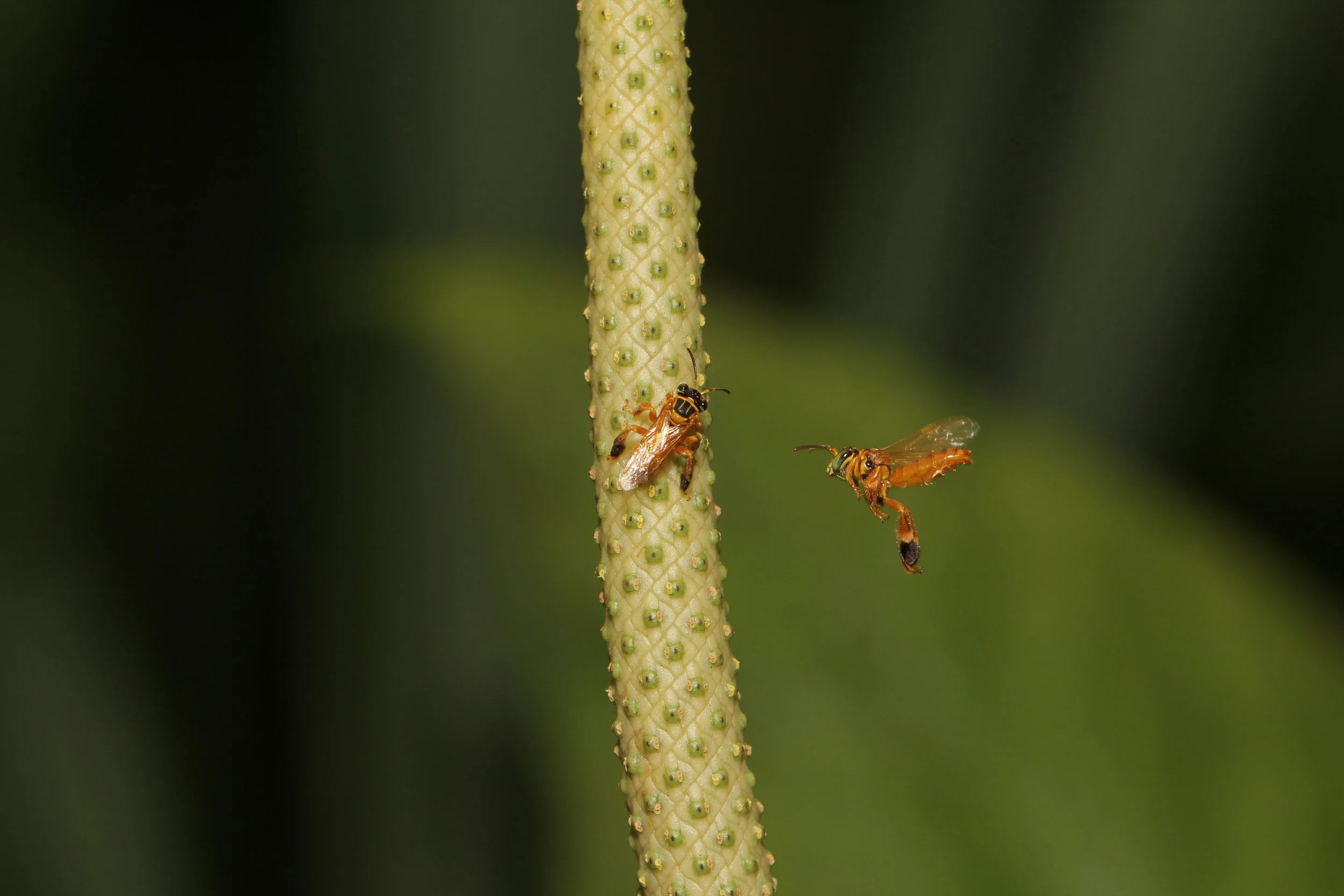spadix — In Defense of Plants