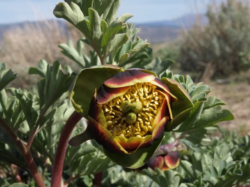 North America's Native Peonies — In Defense of Plants