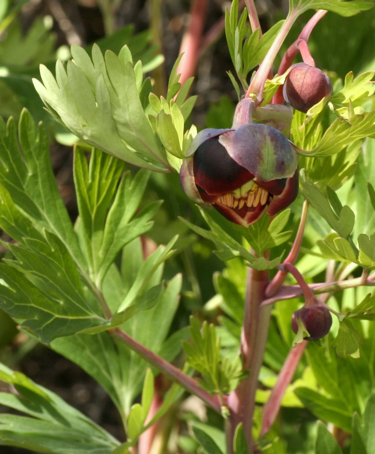 North America's Native Peonies — In Defense of Plants