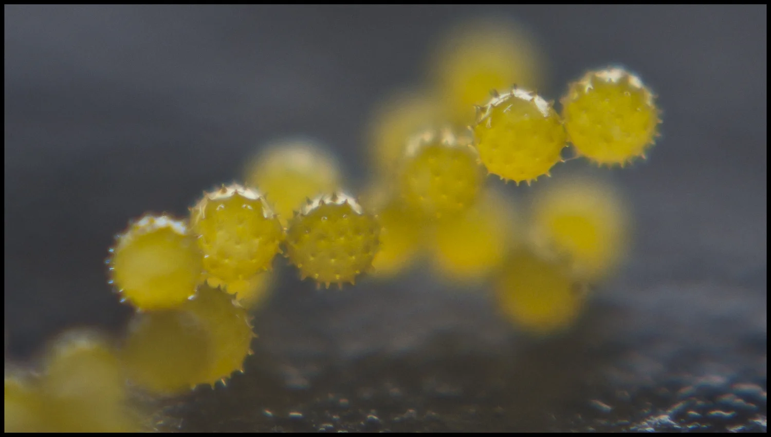 Pollen Competition — In Defense of Plants