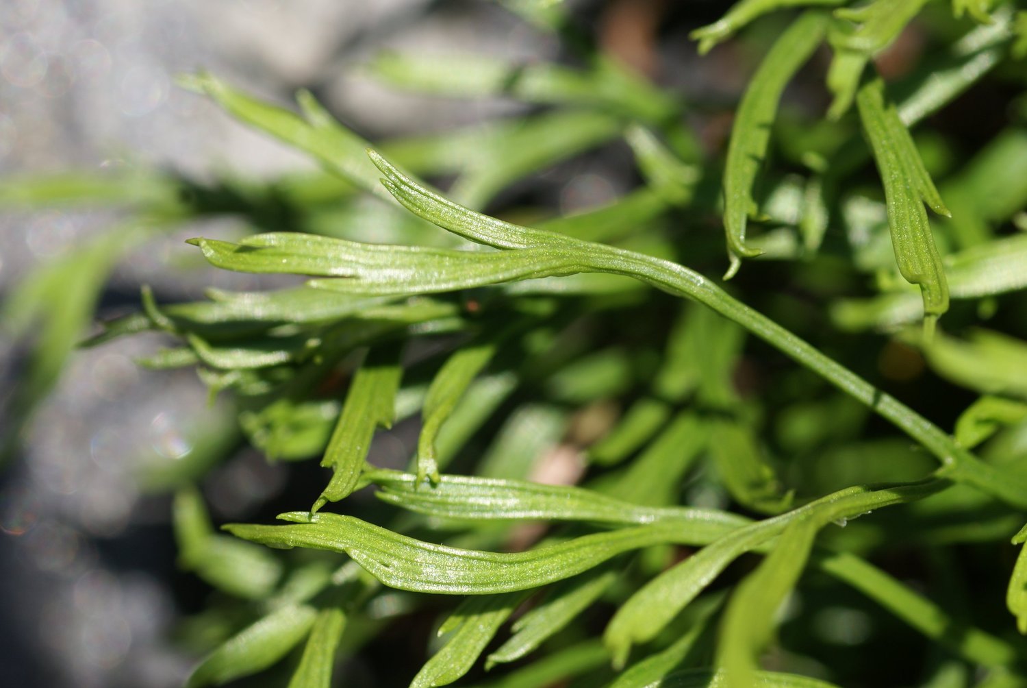 Celebrating the Forked Spleenwort — In Defense of Plants