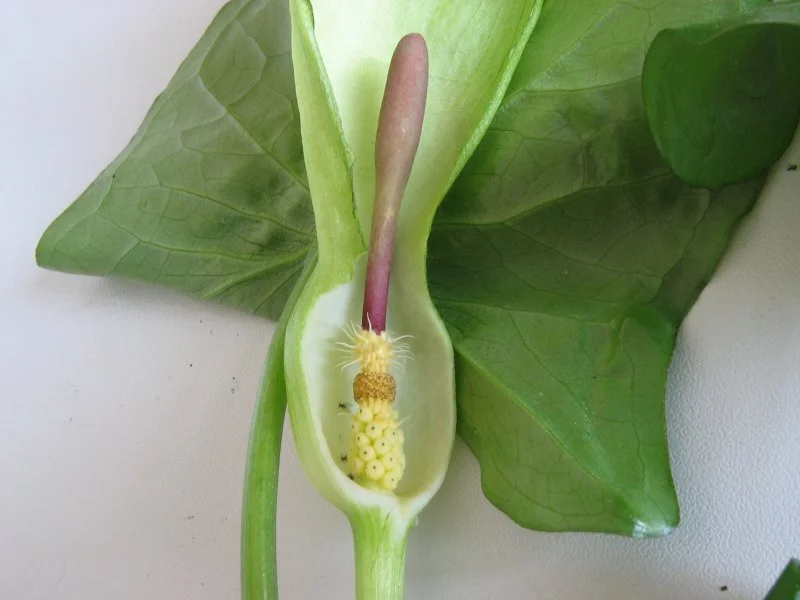spadix — In Defense of Plants
