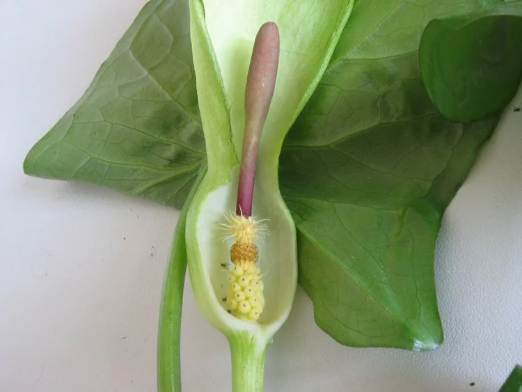How Aroids Turn Up the Heat — In Defense of Plants