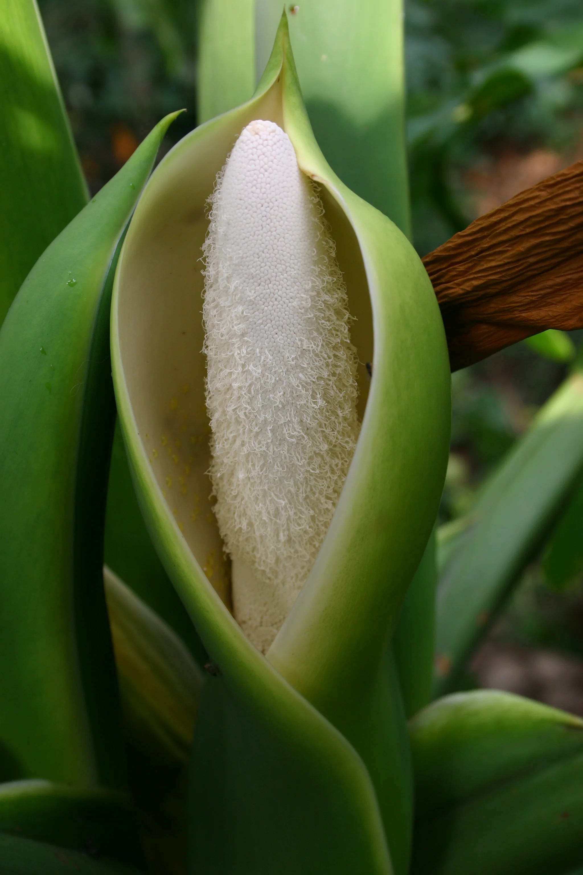 Inflorescence Spadix