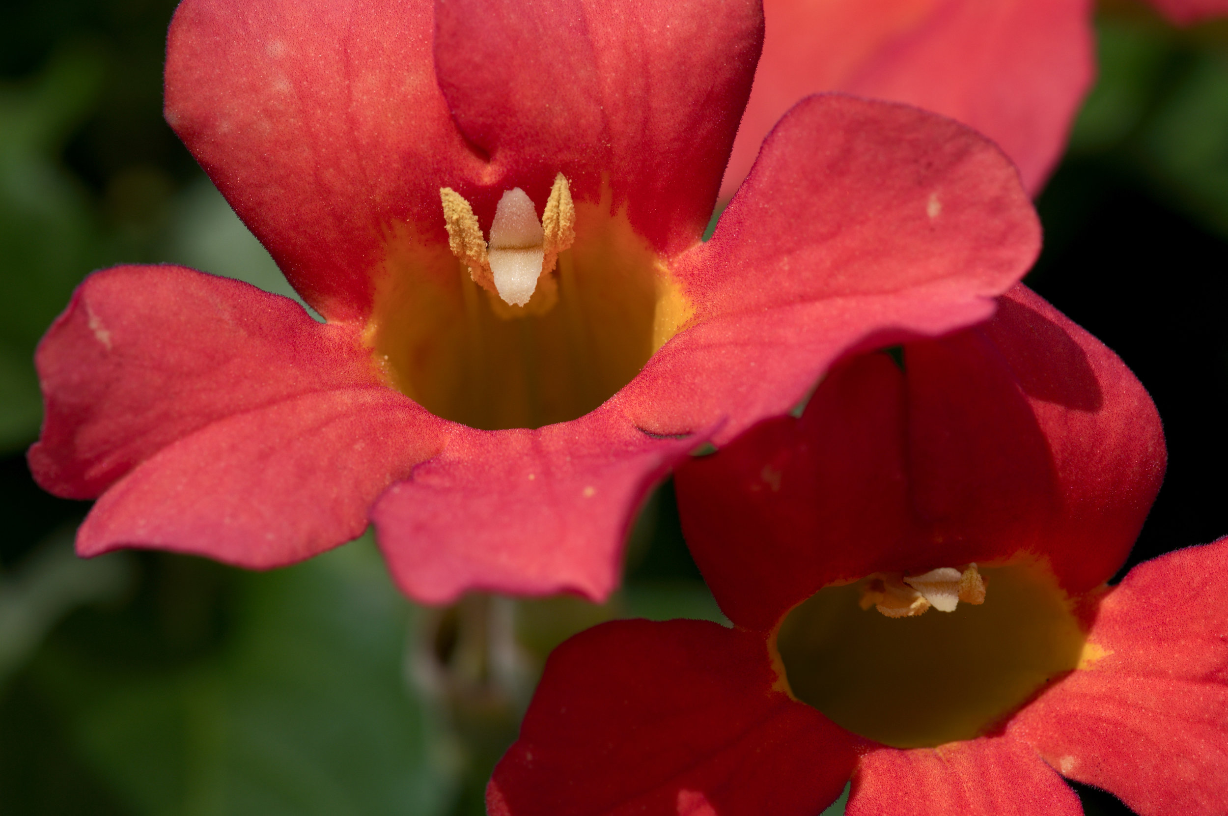 The Trumpet Creeper — In Defense of Plants