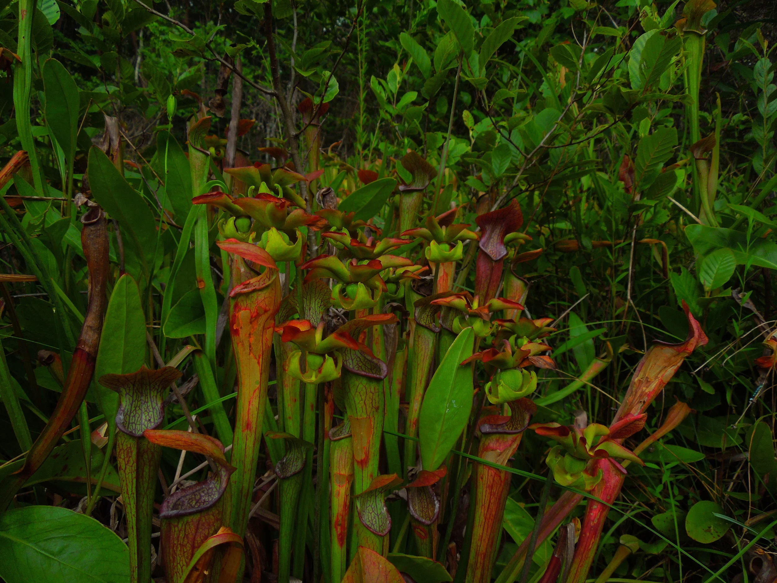 The Mountain Sweet Pitcher Plant — In Defense of Plants