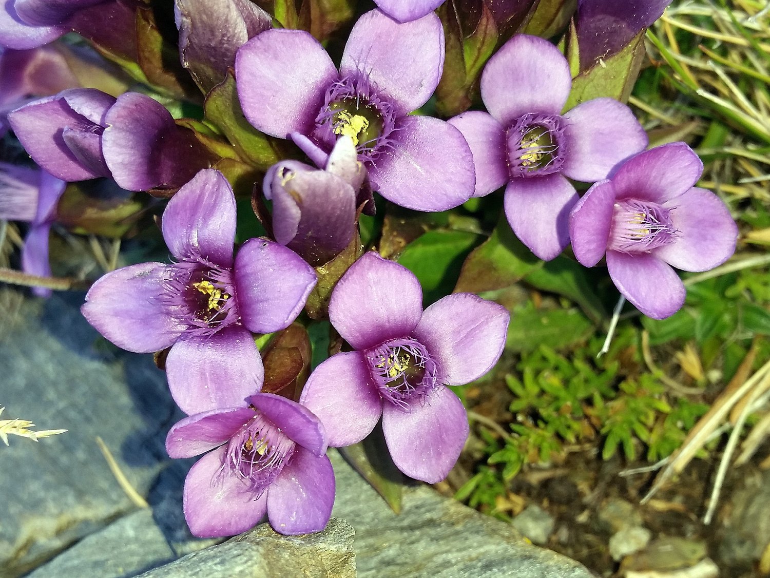 Why Are Some Plants Overcompensating? — In Defense of Plants