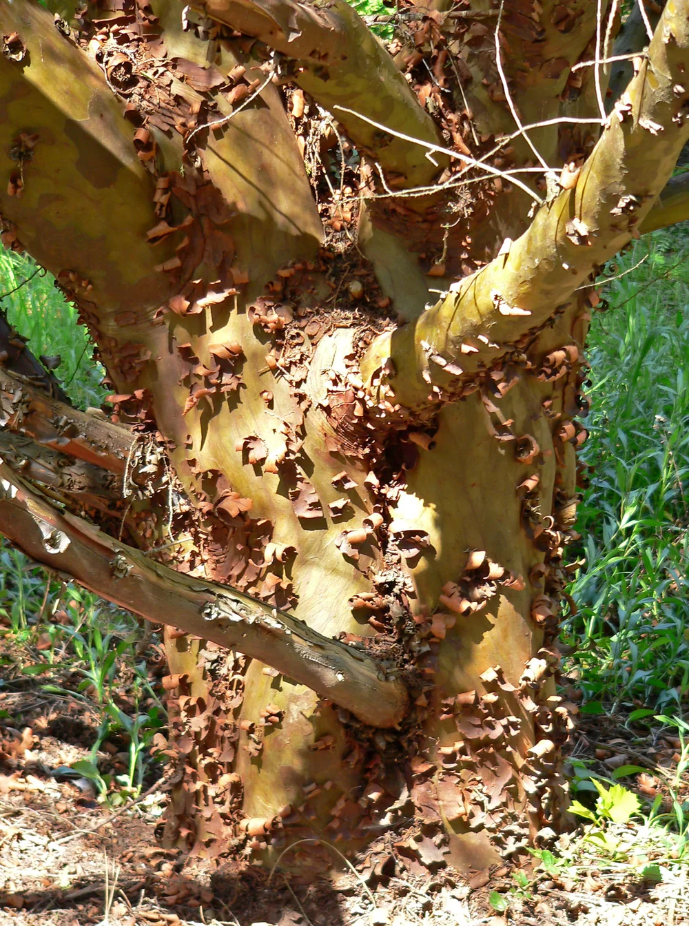 The Tecate Cypress: A Tree Left Hanging in the Balance — In Defense of ...