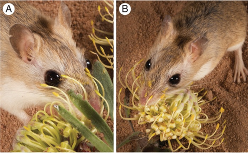 Rodents as Pollinators — In Defense of Plants