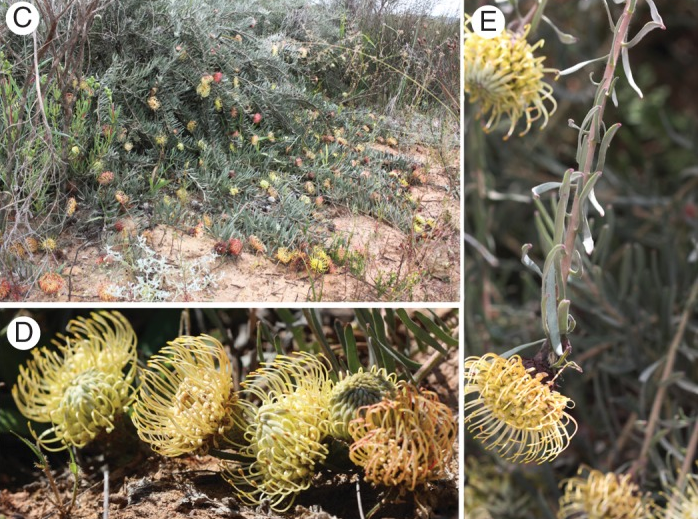 Rodents as Pollinators — In Defense of Plants