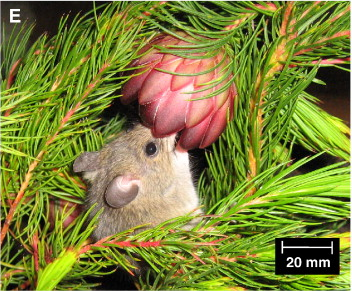 Rodents as Pollinators — In Defense of Plants
