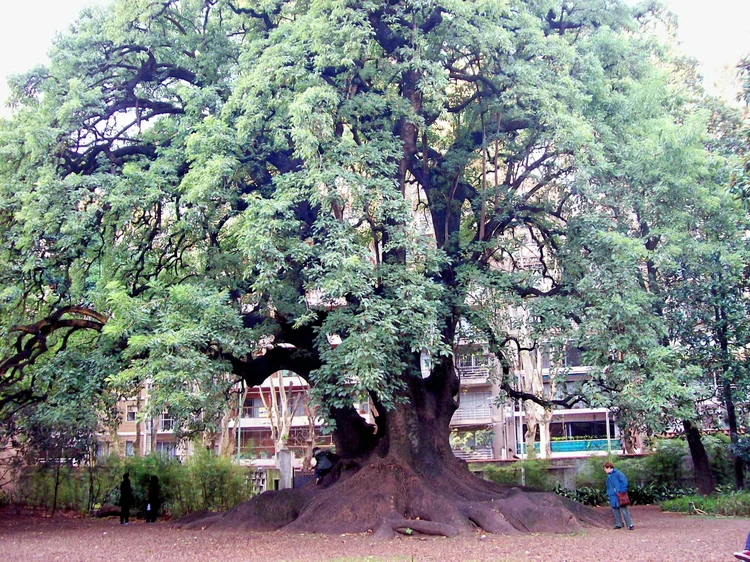 Meet Pokeweed's Tree-Like Cousin — In Defense of Plants