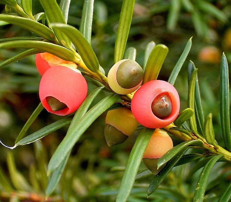 Gymnosperms And Fleshy Fruits In Defense Of Plants